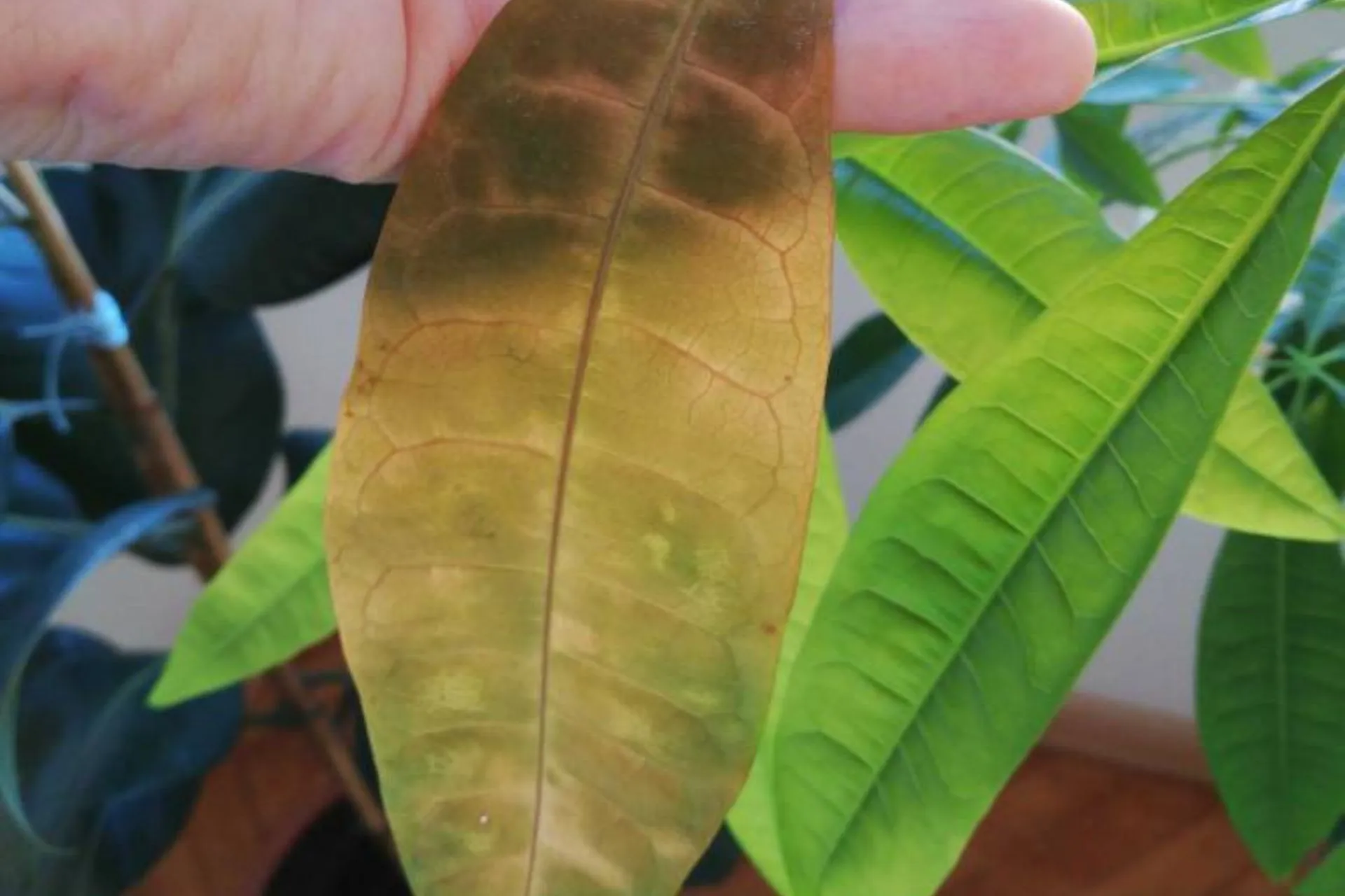 Pachira acquatica foglie gialle: Cause e possibili soluzioni