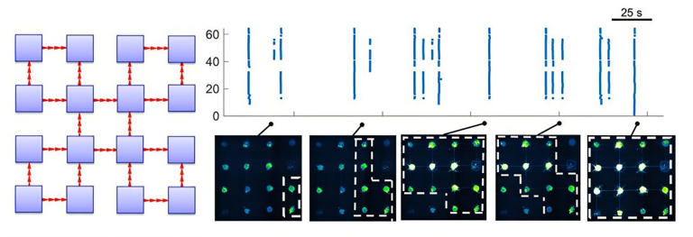 How directional connections shape complex dynamics in neuronal networks