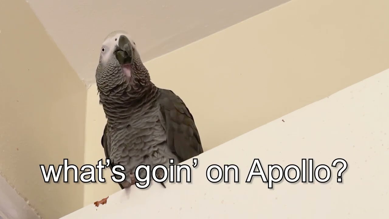 Apollo is the Funniest Talking Parrot 🦜😂