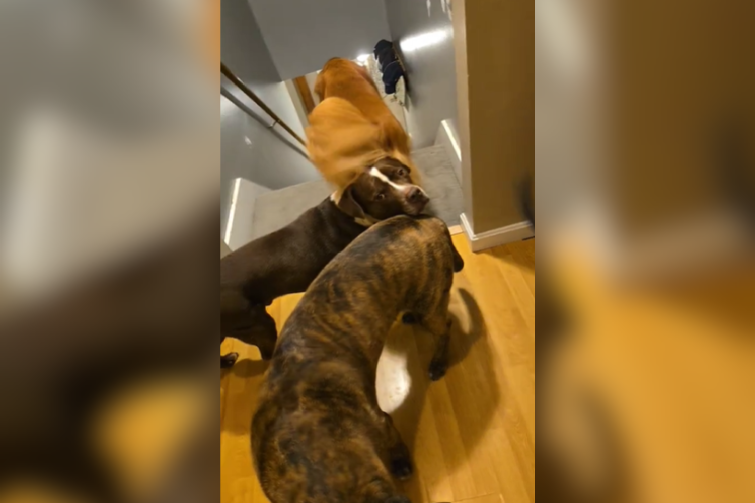 Five Large Dogs Refuse To Go Downstairs, Hysterics As Owner Realizes Why