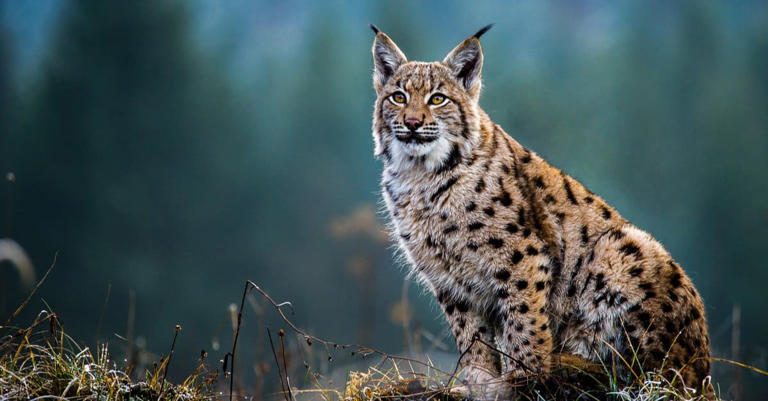 A big cat Britain hasn’t seen in 800 years may be coming back