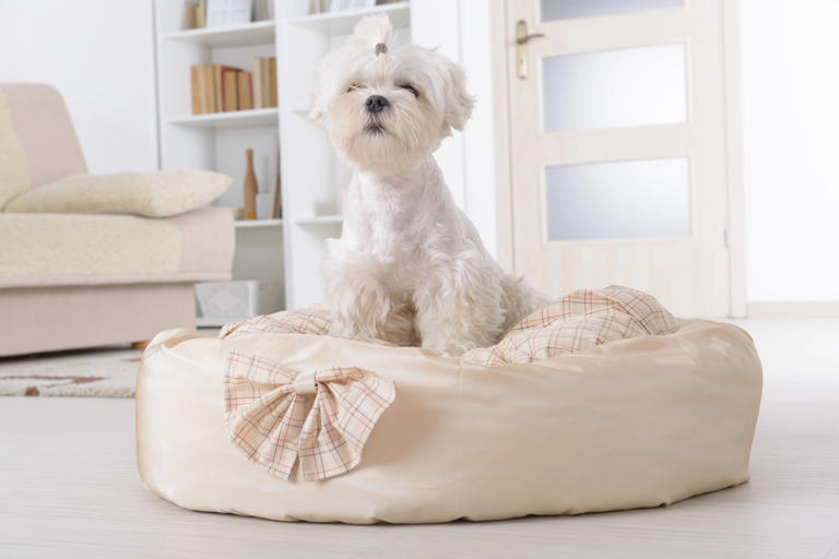 How to Create a Cozy Pet Corner