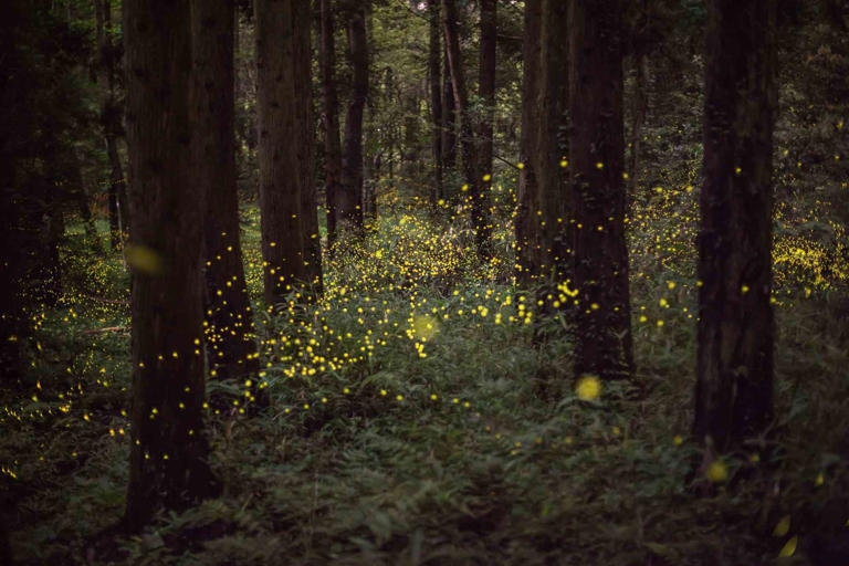 Are They Lightning Bugs Or Fireflies? Southerners Know The Answer