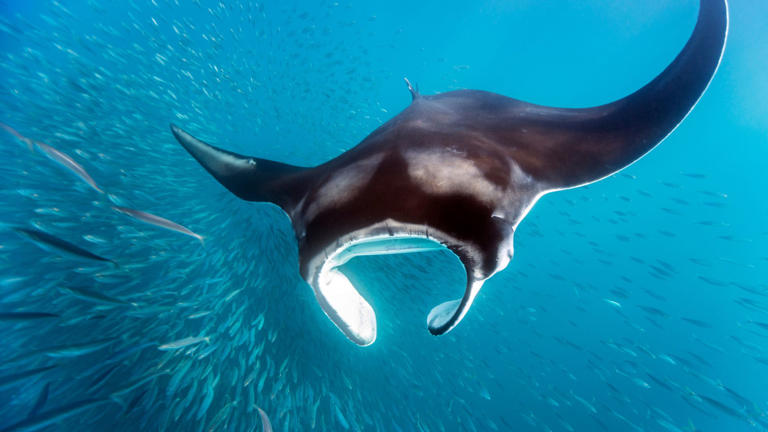 The ocean's most unique and colourful sea creatures, from ethereal ...