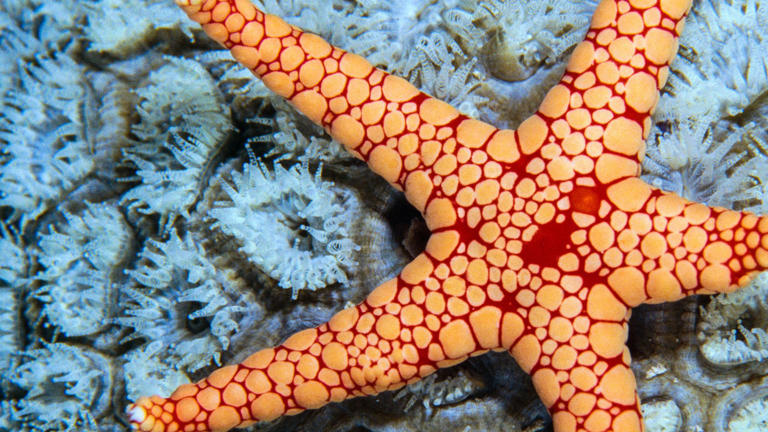 The ocean's most unique and colourful sea creatures, from ethereal ...