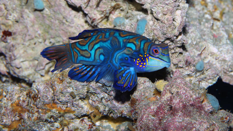 The ocean's most unique and colourful sea creatures, from ethereal ...