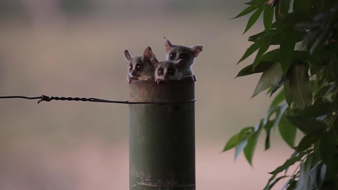 Lesser Bush Babies Emerge From Fence Pole Nest