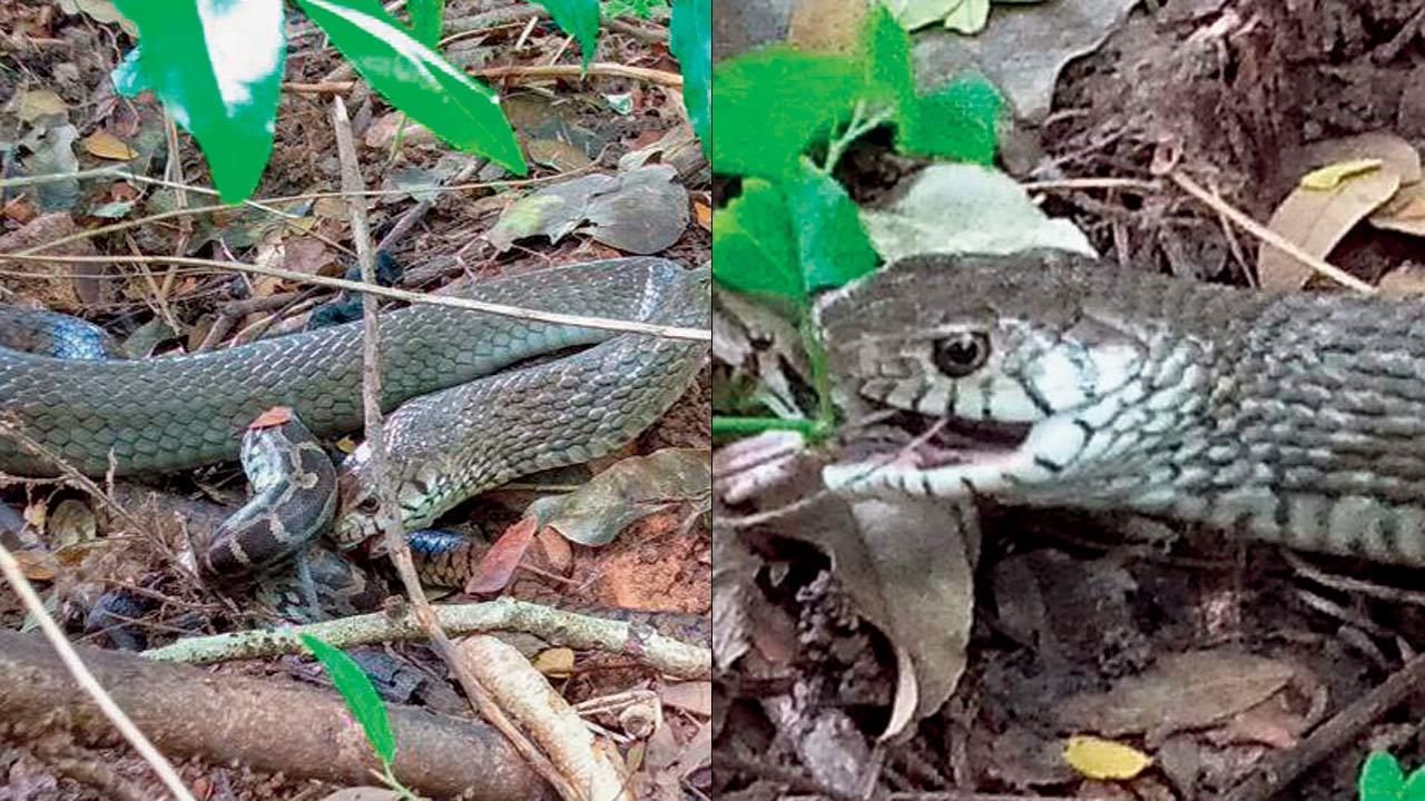 Maharashtra Nature Park: Rat snake devours python alive