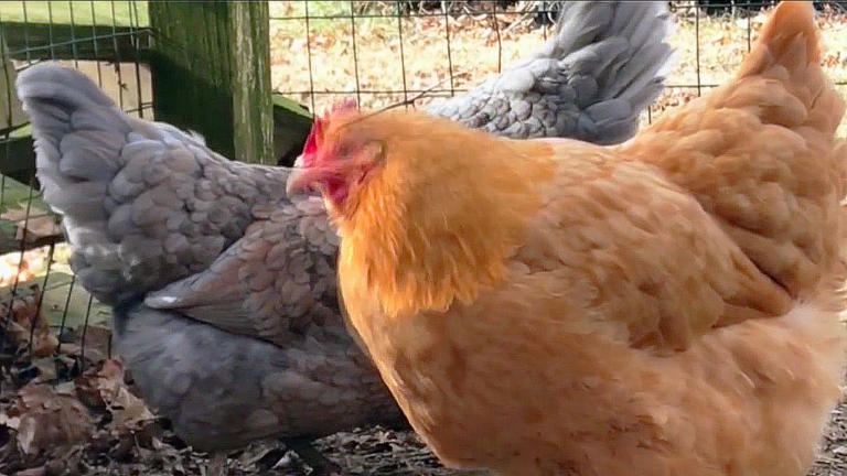 Do backyard chickens save money? Poultry expert weighs in Do backyard chickens save money? Poultry expert weighs in
