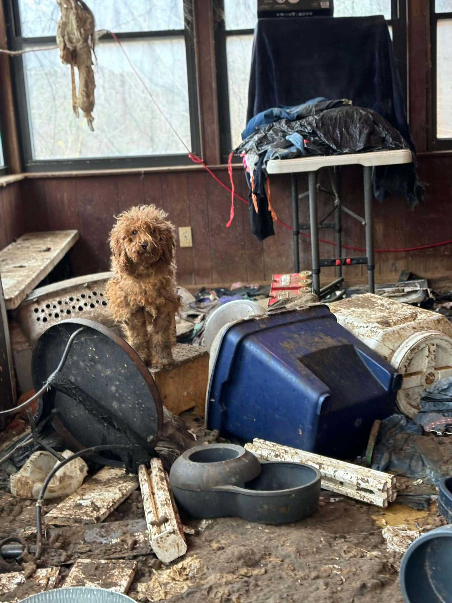 200 dogs rescued in horrifying animal abuse near Atlanta