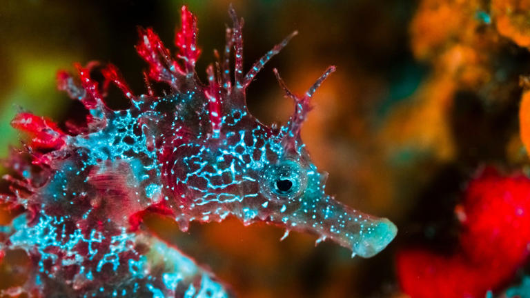The ocean's most unique and colourful sea creatures, from ethereal ...