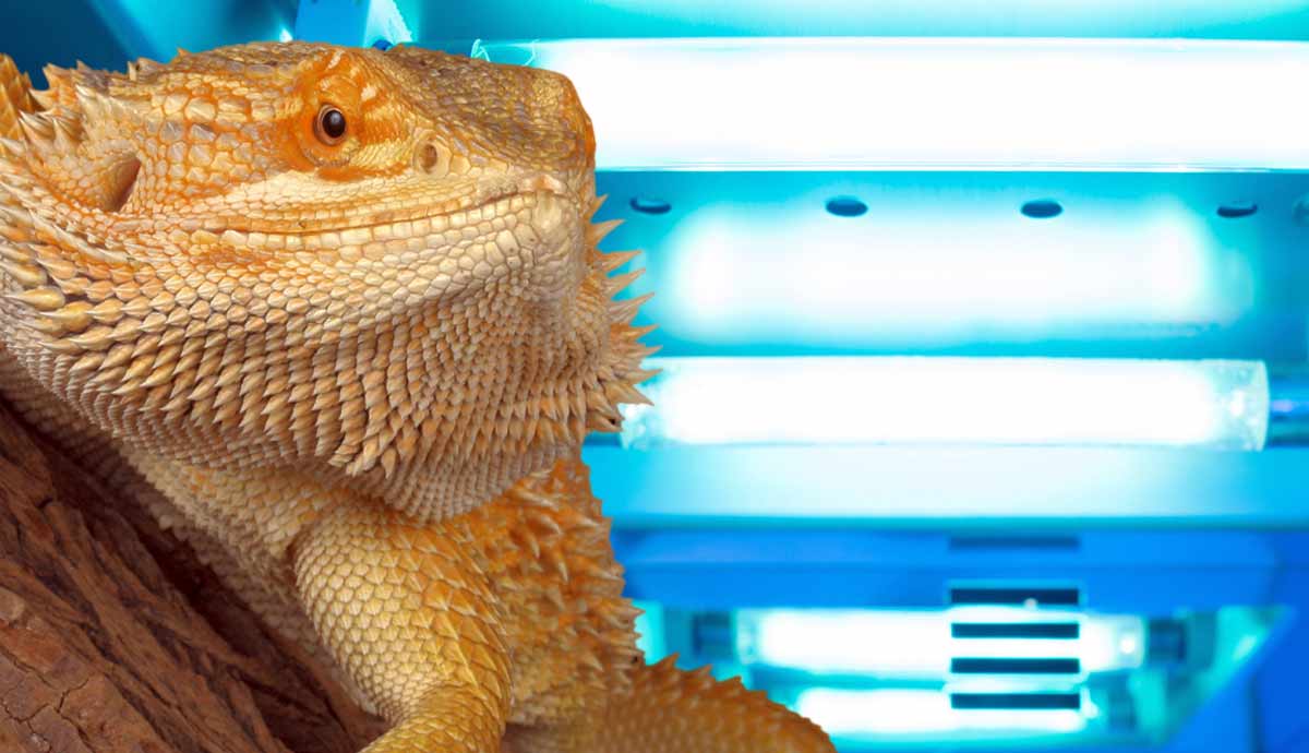 How to Choose the Best UVB Lighting for Your Pet Reptile