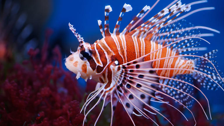 The ocean's most unique and colourful sea creatures, from ethereal ...