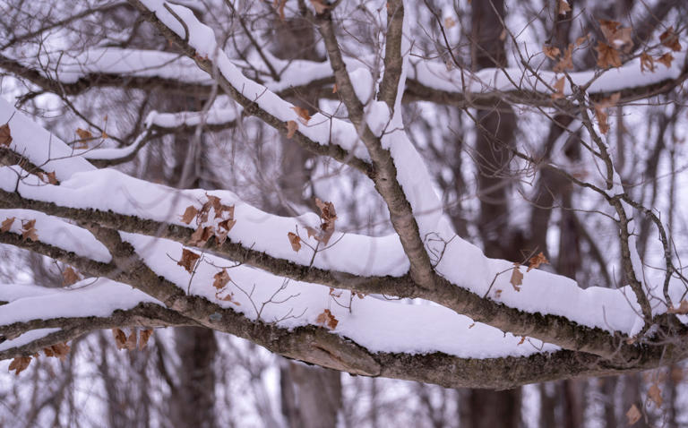 Indianapolis weather: New snow blankets roads, cancels high school ...