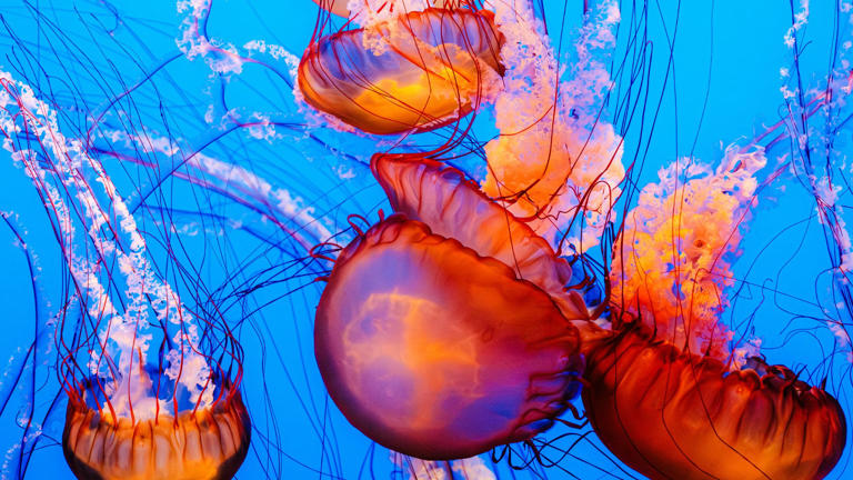 The ocean's most unique and colourful sea creatures, from ethereal ...
