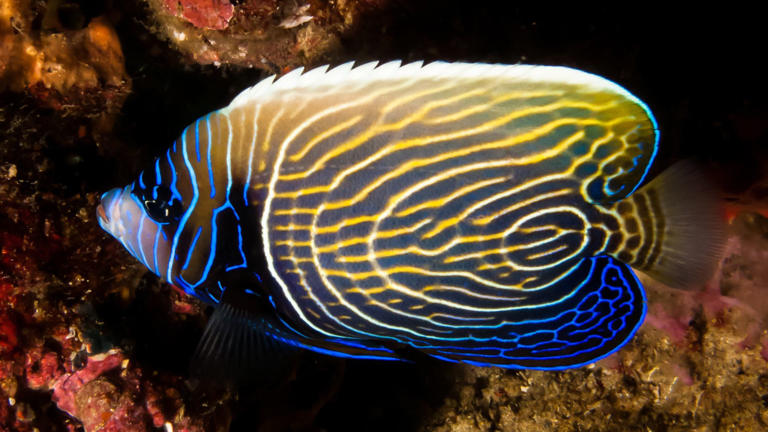 The ocean's most unique and colourful sea creatures, from ethereal ...