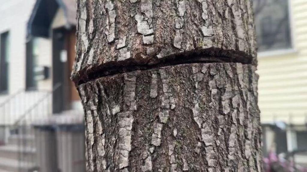 Tree vandalism outrages residents in Queens community