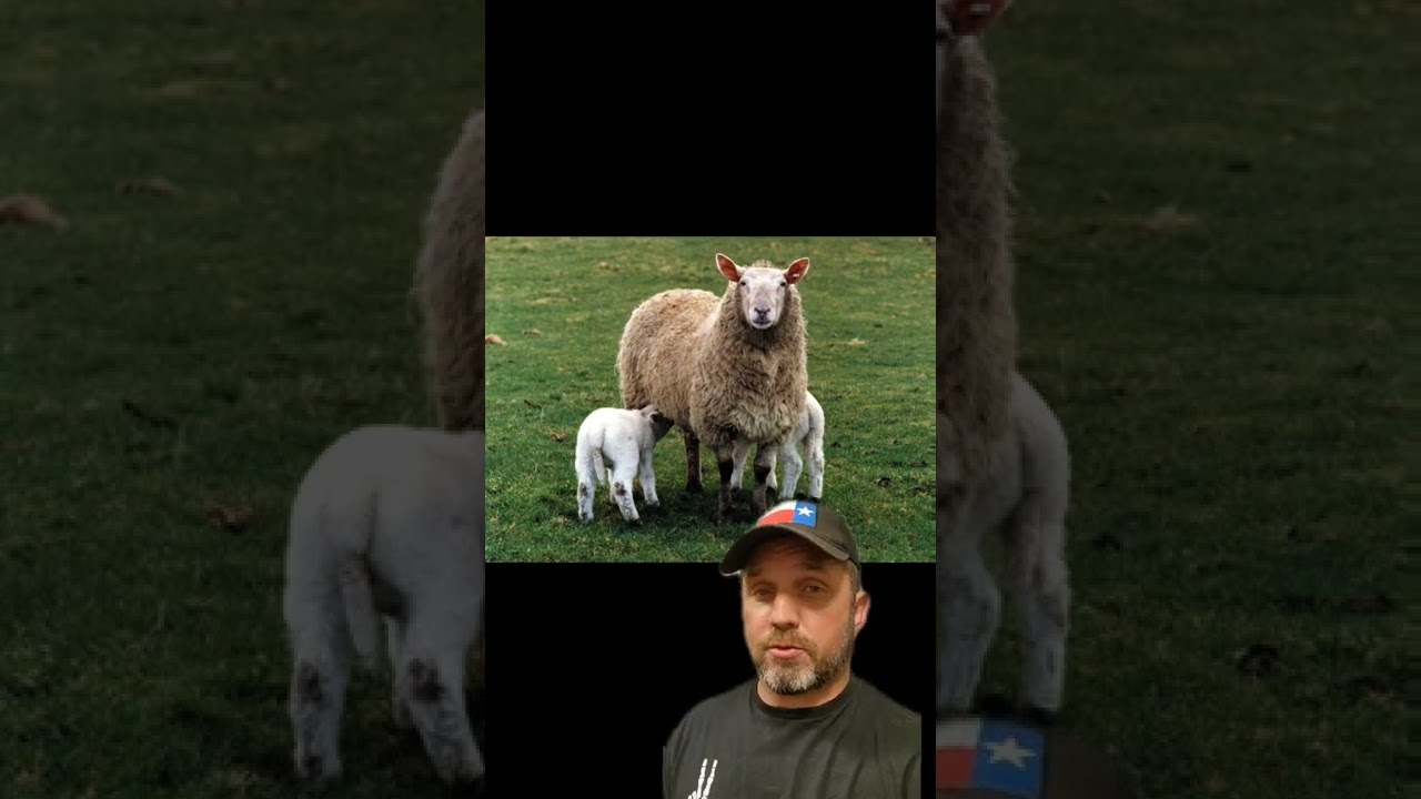 Feral Pigs Attacking Livestock: A Growing Problem