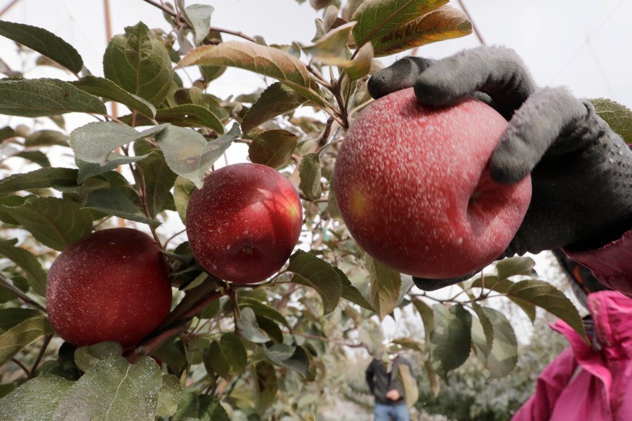 Washington apples face ‘detrimental’ impacts of climate change