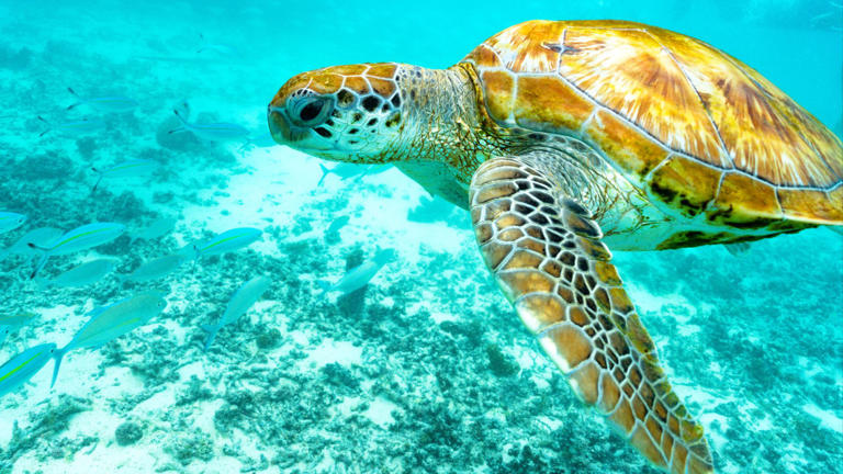 The ocean's most unique and colourful sea creatures, from ethereal ...