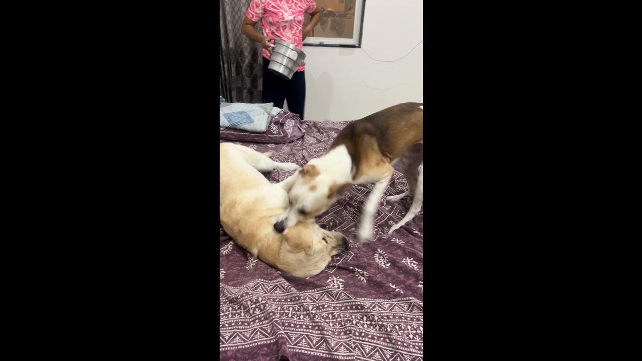 Labrador Zoomies Destroy Headphones