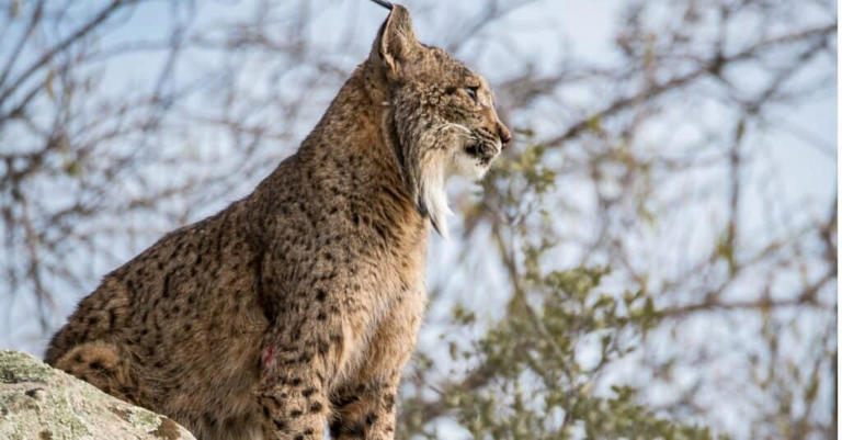 Exploring the Fascinating World of Lynx Cats: Evolution ...