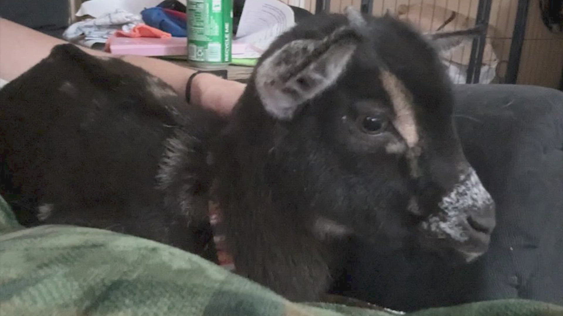 Family's pet goat killed in apparent ritual slaying at Houston-area home