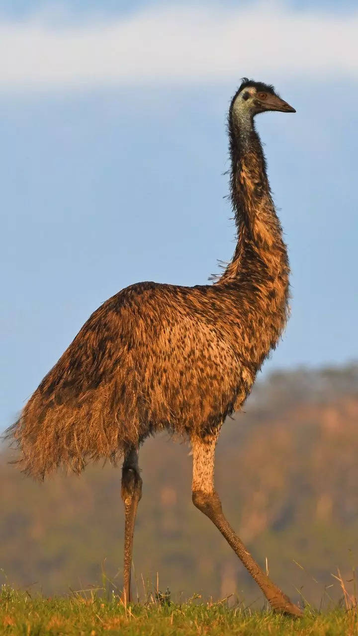 10 tallest animals in the wild