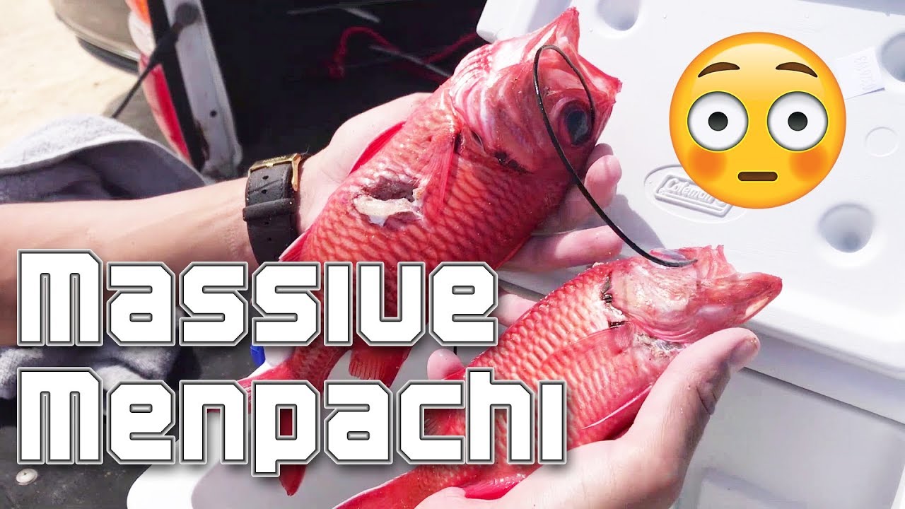 My Friend Caught a HUGE Menpachi Catch N Cook
