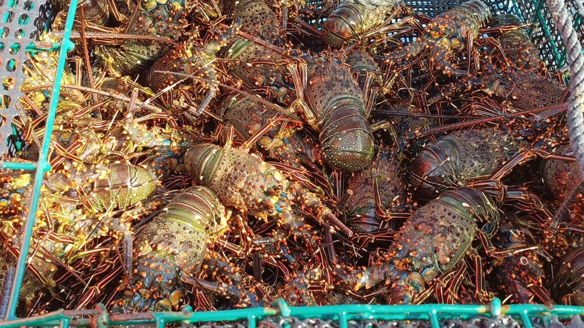 Baja California Sur captura más de 166 mil toneladas de especies marinas