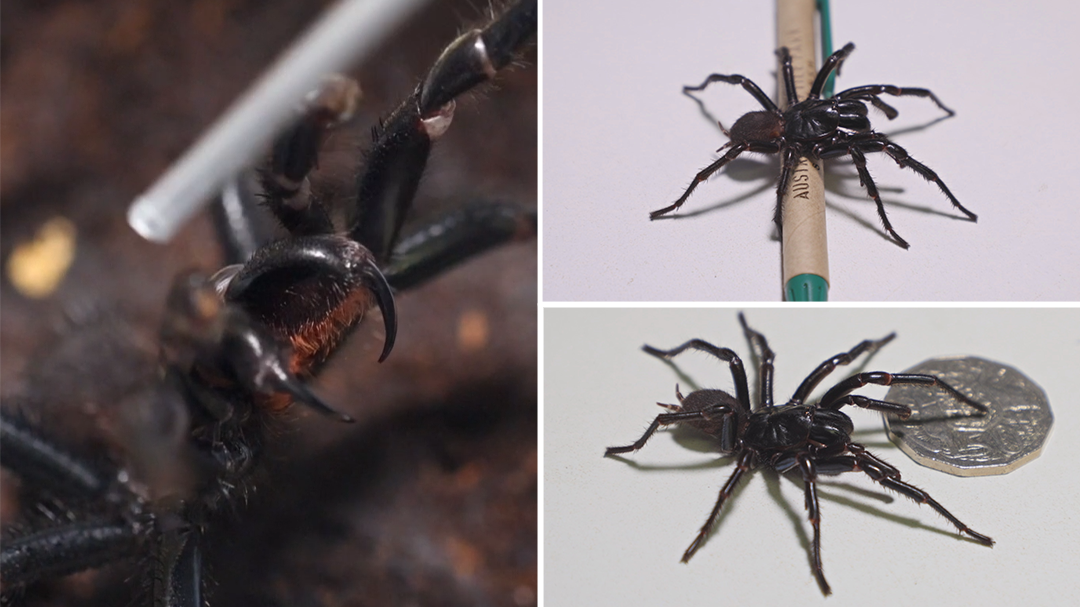 More than 50 new species of Aussie spiders have just been identified