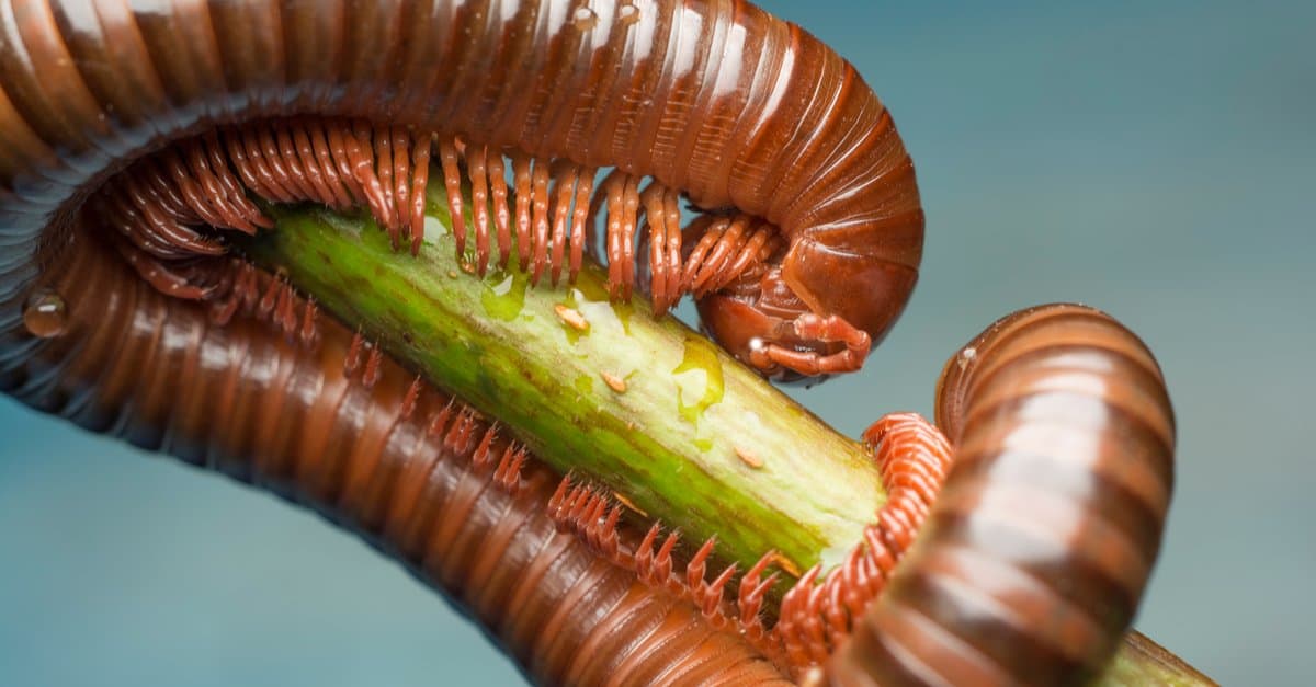 Exploring the Fascinating World of Millipedes: Nature’s ...
