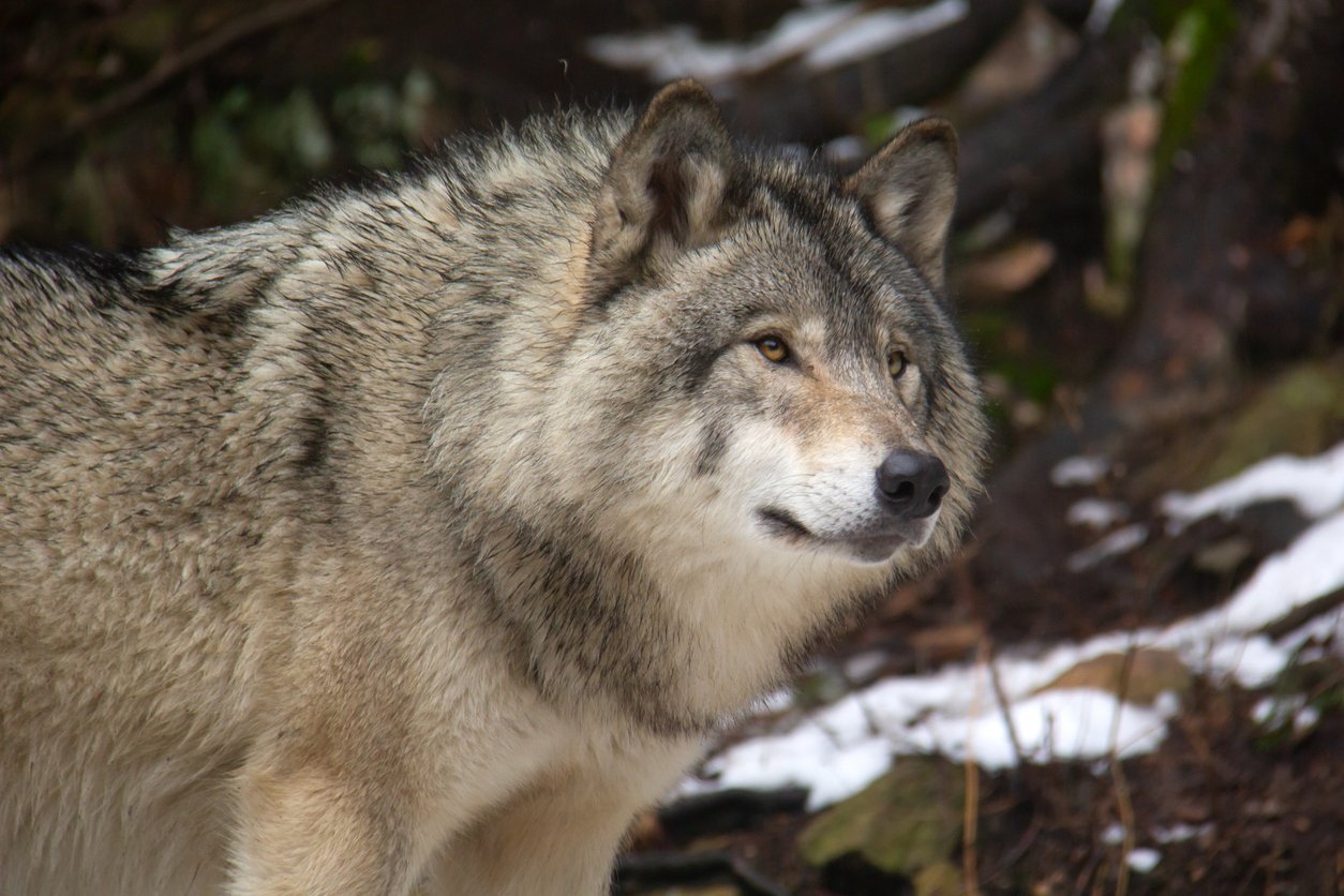 Ancient Wolf DNA Rewrites the Story of Dog Domestication