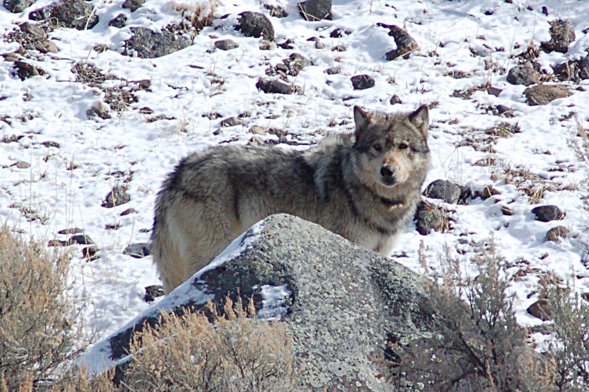 Yellowstone’s One-Eyed “Queen Of The Wolves” Dies Age 11 Following ...