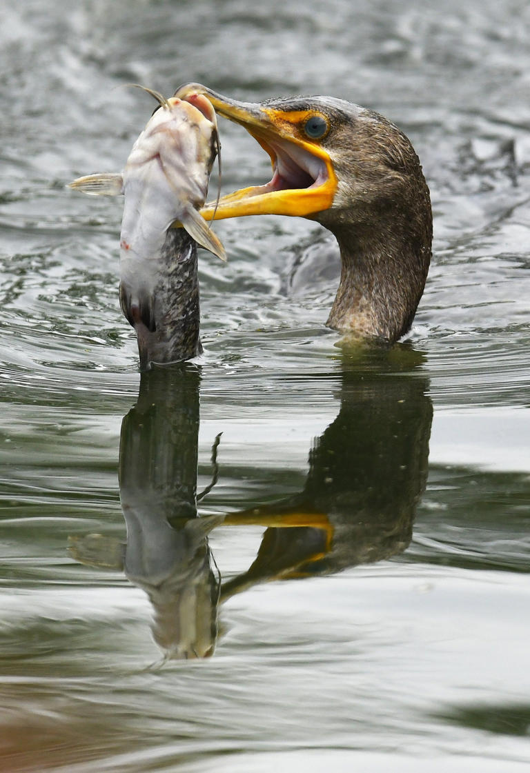 Did you know catfish are venomous? Be careful fishing, don't get finned ...
