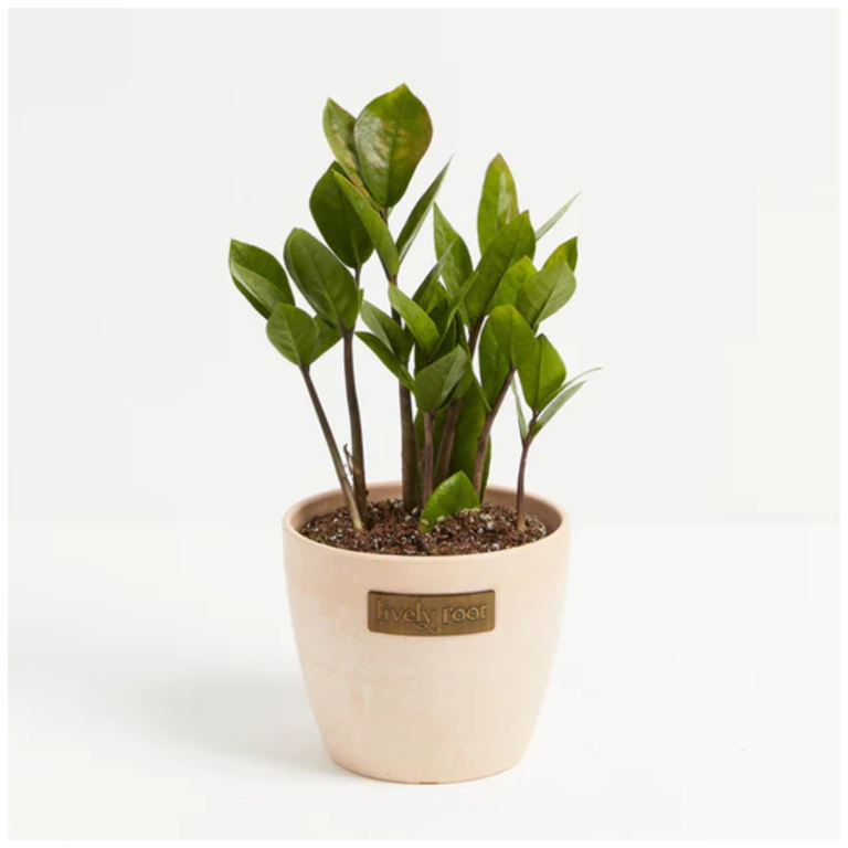 How to Propagate a ZZ Plant — 3 Simple Techniques That Will Double (or ...