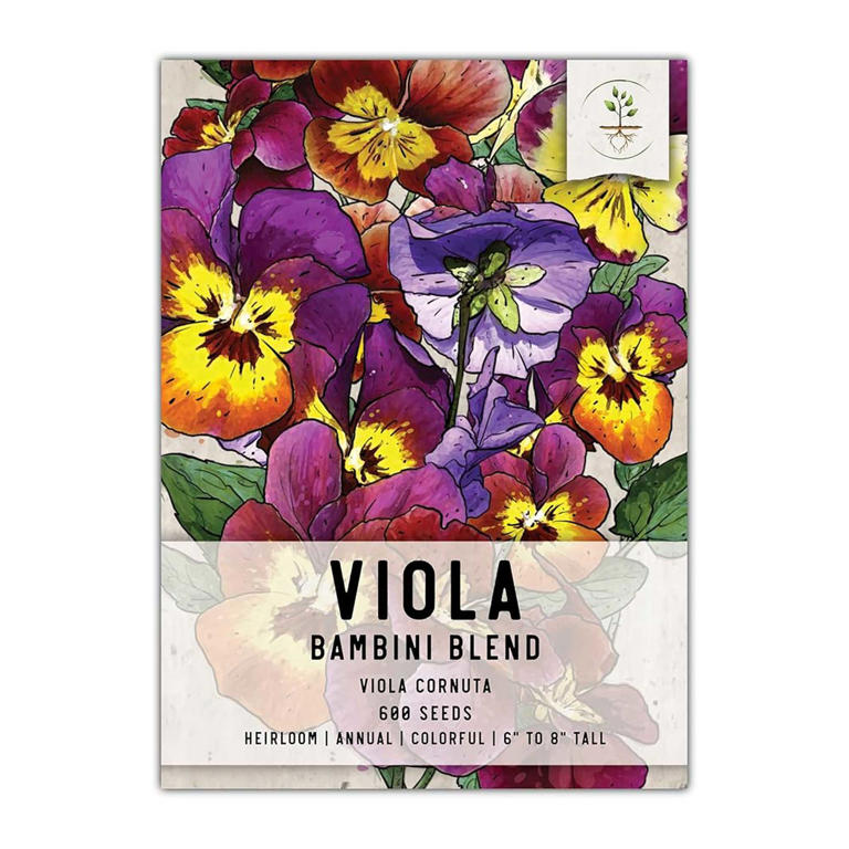 How to grow and care for violas – for cheery winter color in pots and ...