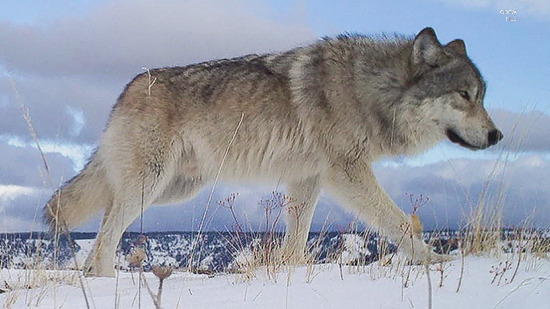 US Fish and Wildlife investigating a third illegal wolf killing in ...