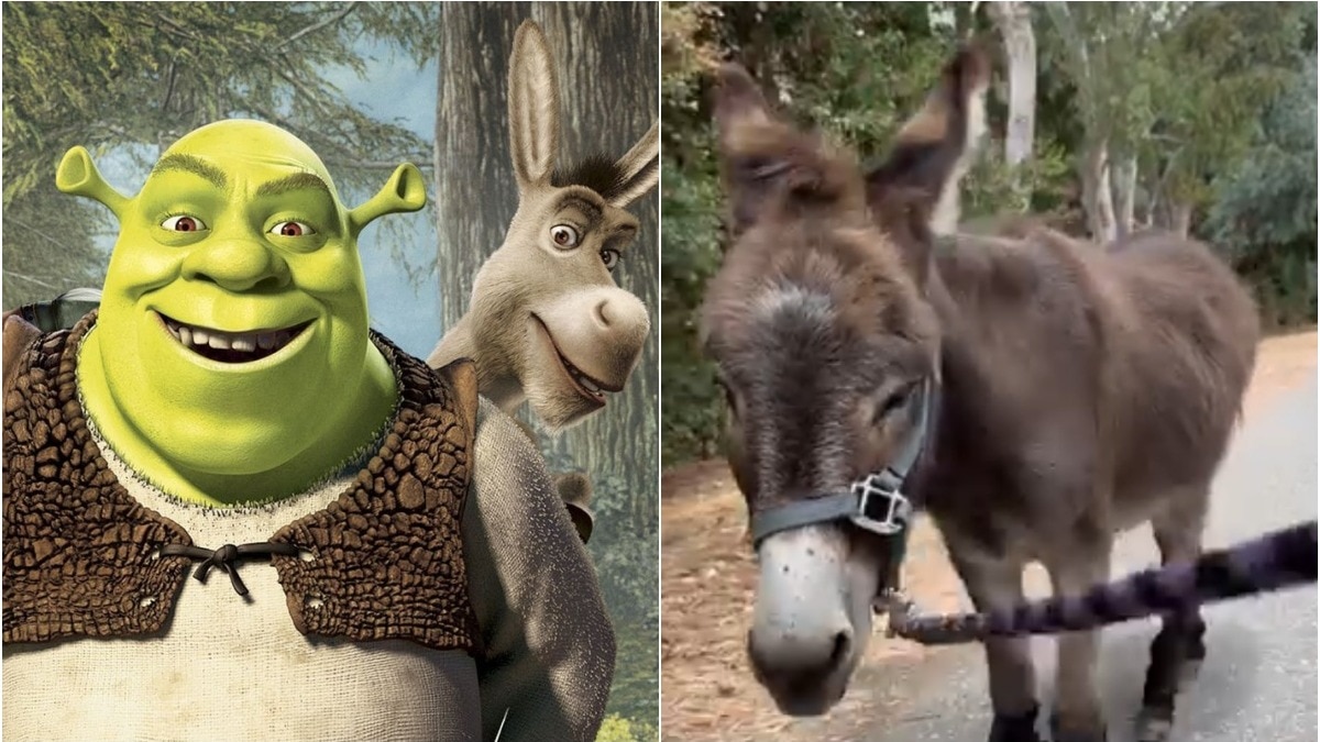 Perry, the donkey that inspired Shrek's sidekick, dies