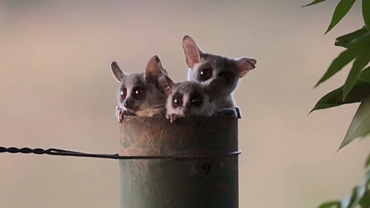 Adorable lesser bushbabies emerge from nest inside fence pole in South ...