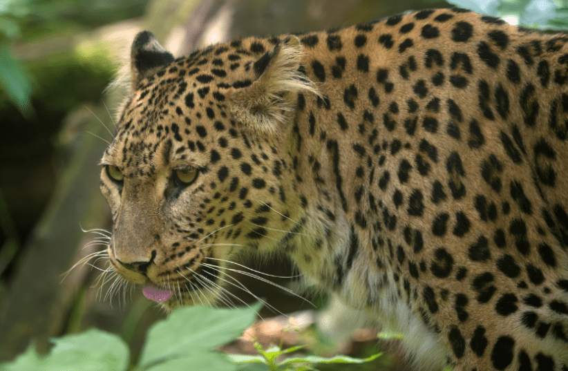 800-year-old pottery fragment depicting Anatolian leopard discovered in ...