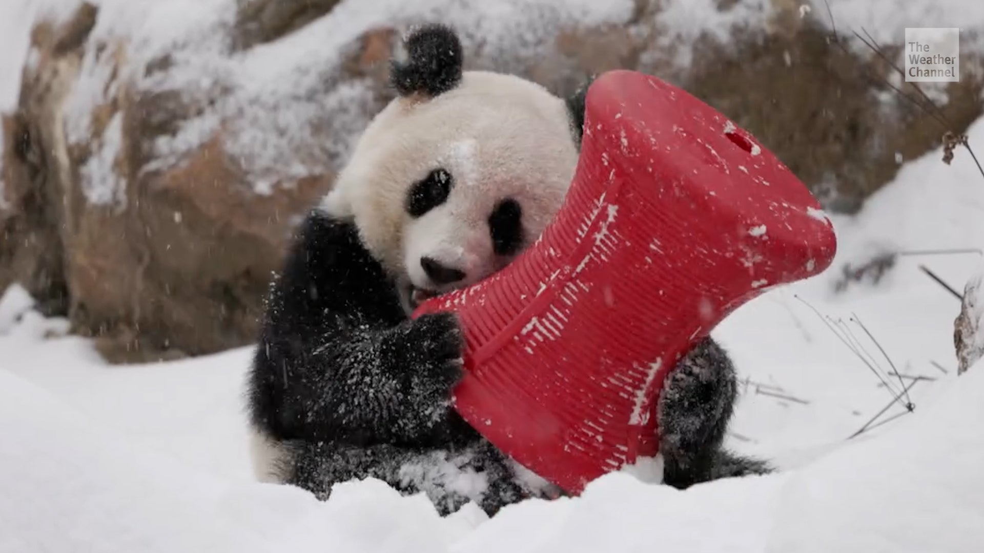 Pandas Frolic In DC Snowfall After Winter Storm Blair