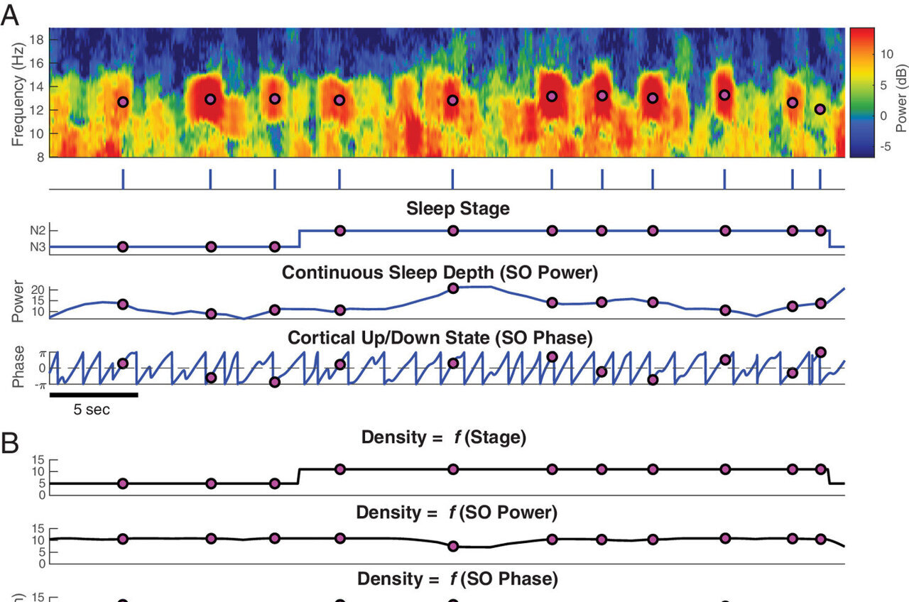Q&A: The influences behind timing of sleep spindle production