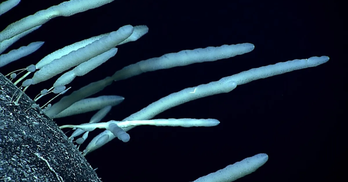 Scientists Discover That This Sponge Living In Antarctica Is Over ...