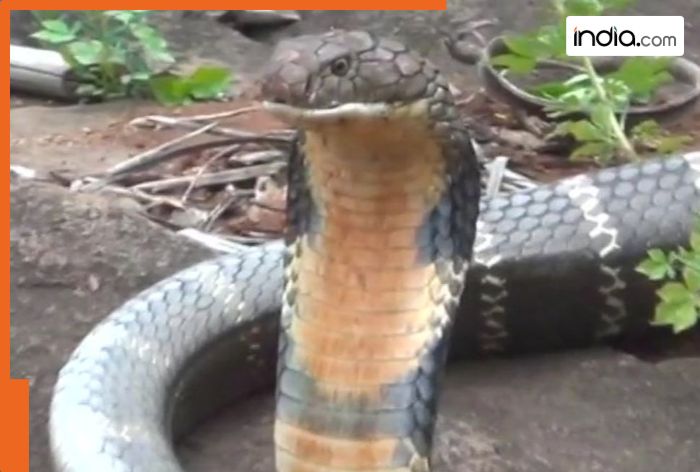Know why poisonous and dangerous snakes aren't found in cold regions