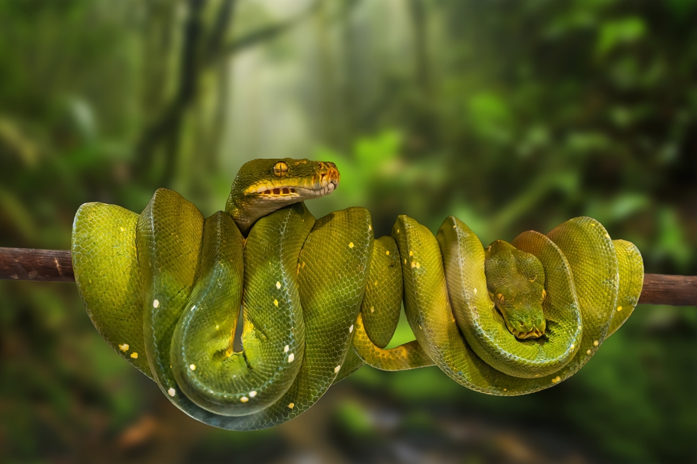 13 Signs Snakes Are Smarter Than They Want Us To Know