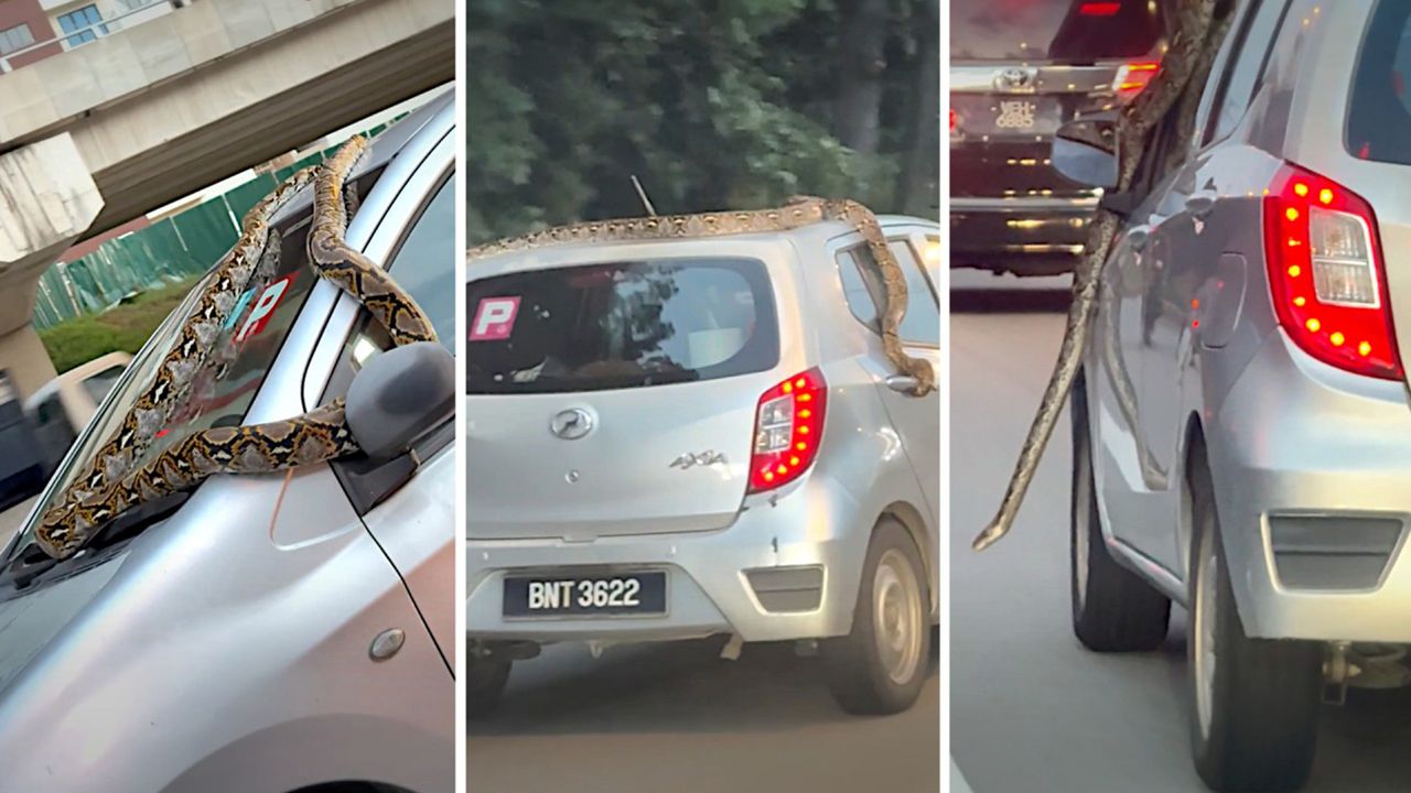 Une voiture roule avec un énorme python sur le toit