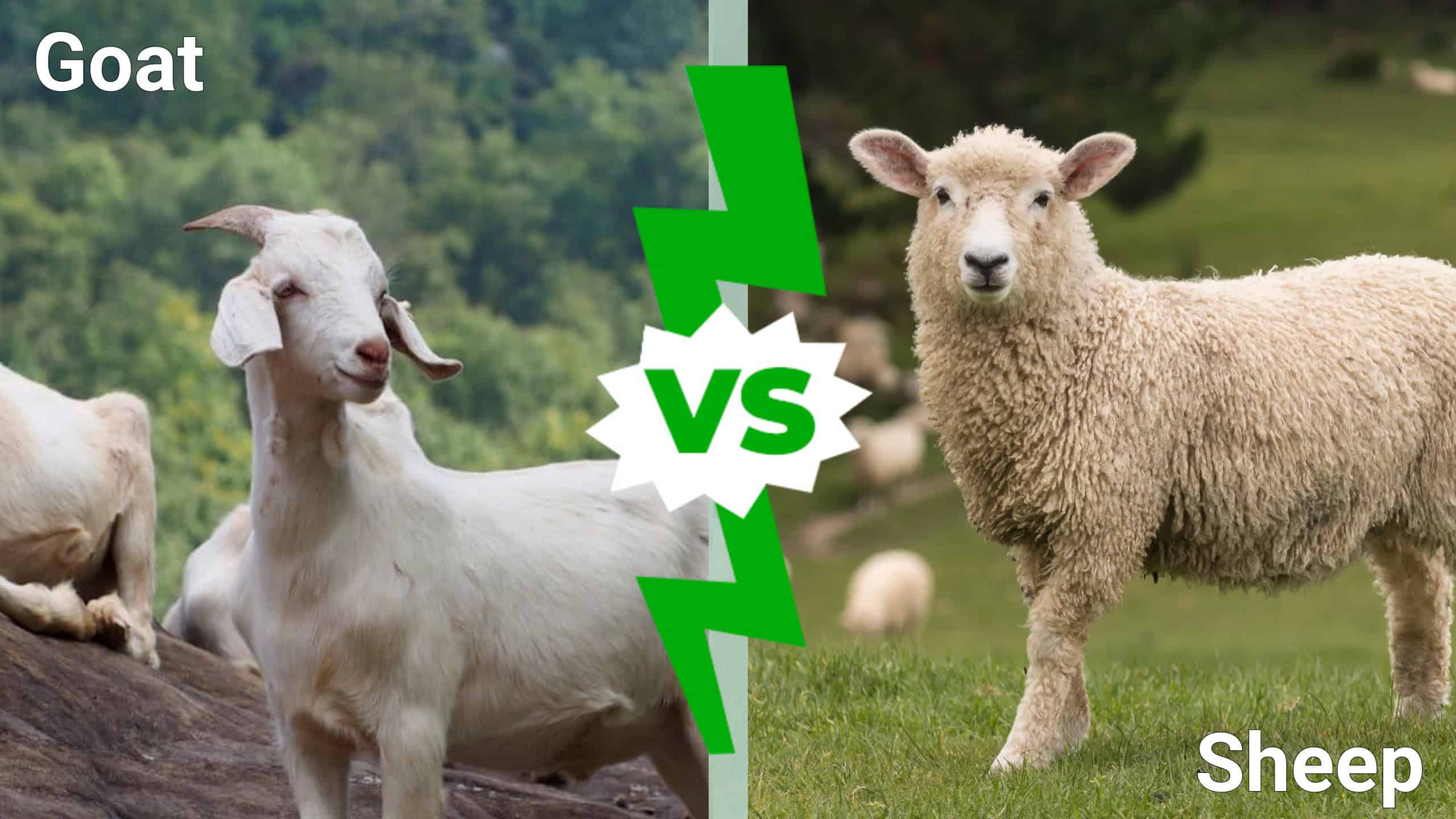 Sheep Vs Goats: What Are the Differences?
