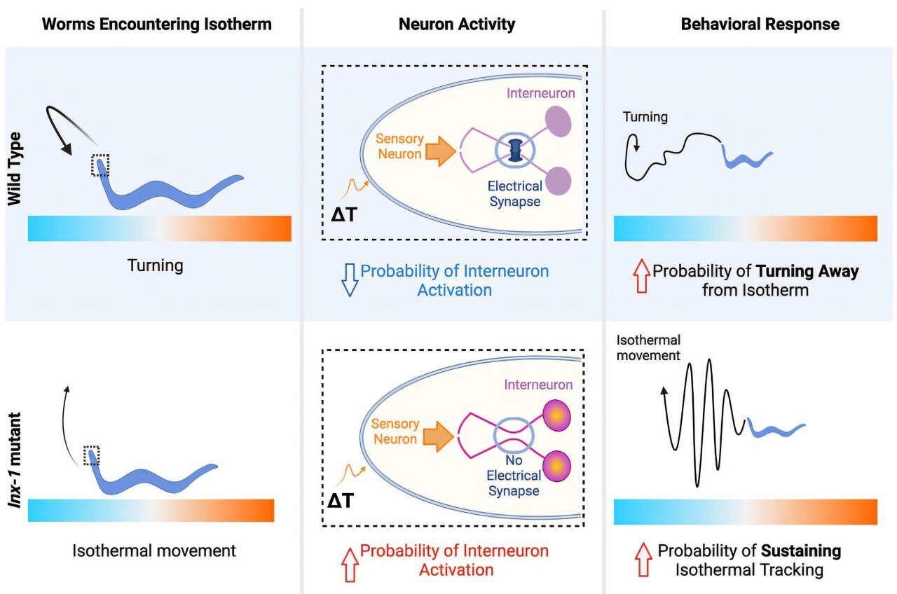 How electrical synapses fine-tune sensory information for better decisions