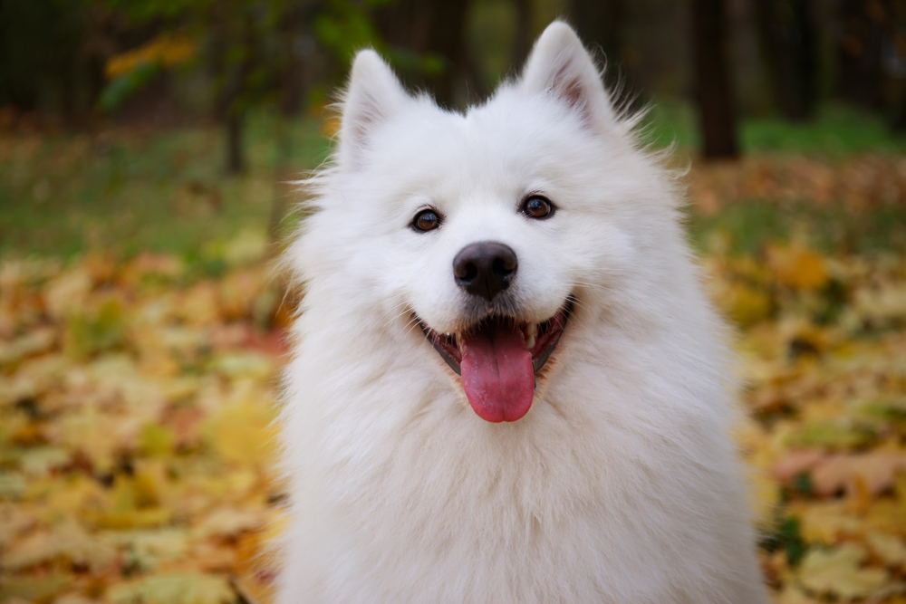 15 Dog Breeds Who Have The Heart of a Wild Wolf